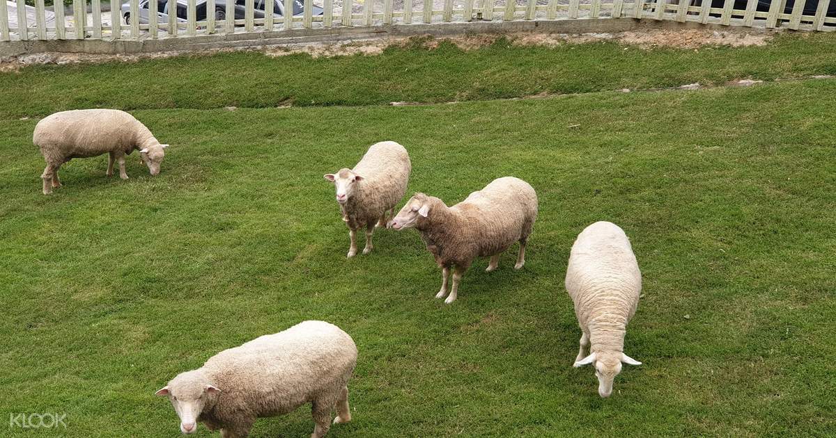The Sheep Sanctuary Admission Ticket at Cameron Highland - Klook Singapore
